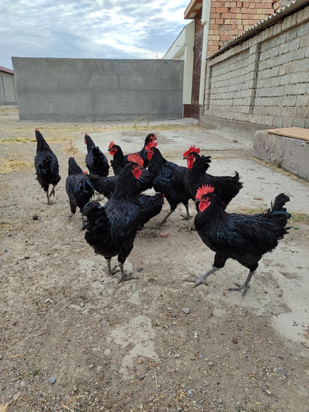Qora shahzoda tovuq+xoʻrozlari  6 oylik.endi tuxumga kiradi 70 ta jami