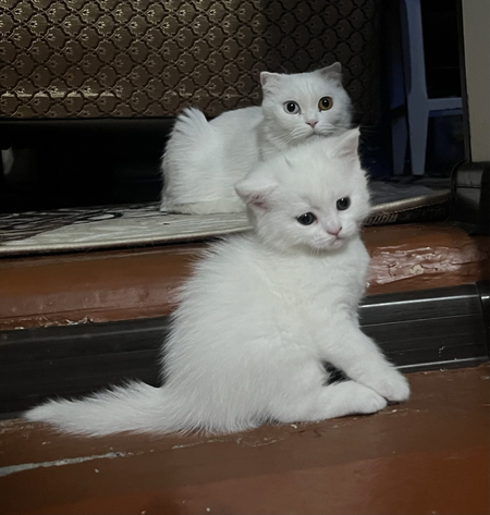 Шотланский Скоттиш Фолд!