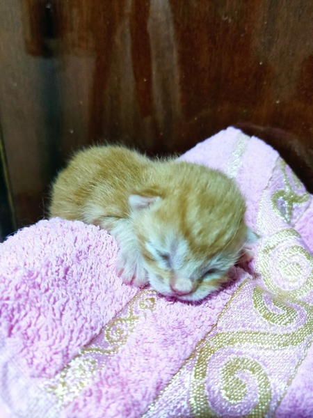 Котята 1,5 месяца только в Ташкент с отсеживанием