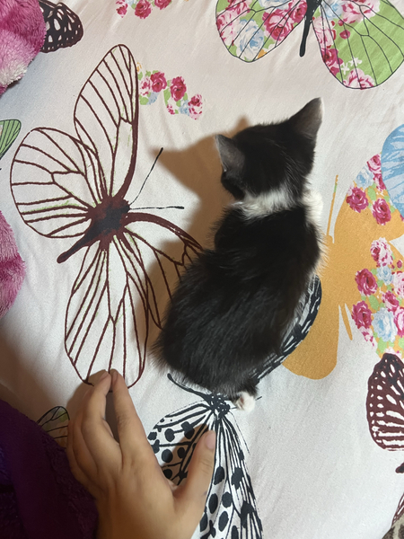 Отдам даром котят, бесплатно.
