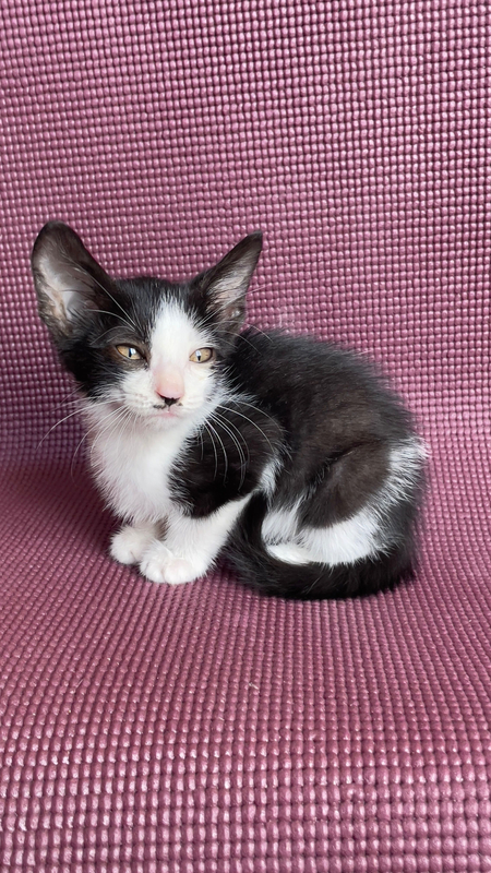 Котенок ищет дом
