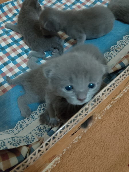 5 котёнков фолд серие и светло серие