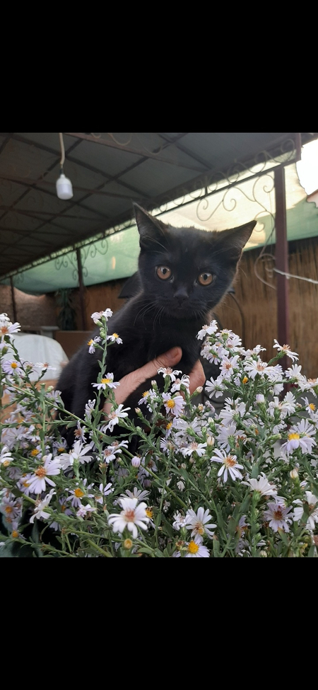 Продам котёнка имя Кола 4 месяца девочка
