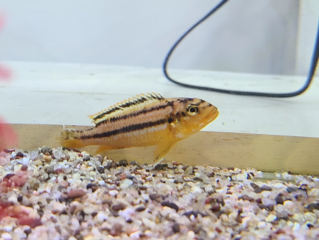 Akvariumda boqiladigan baliqlar sotiladi
