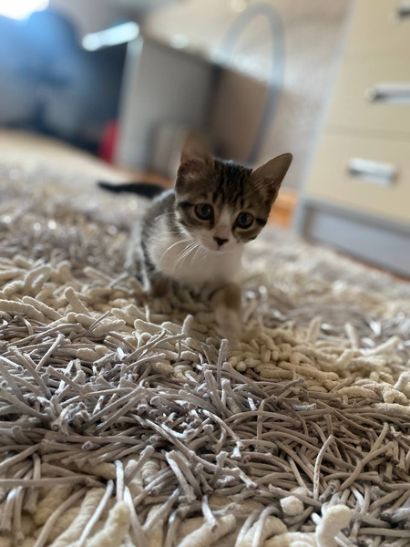 Смышлёный котенок ищет дом и любящих хозяев