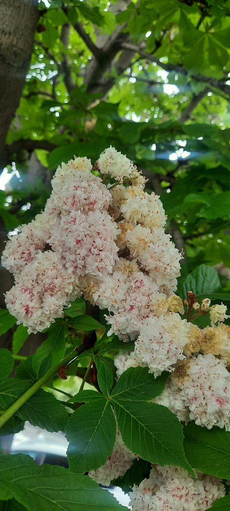Каштан дарахти уруғи