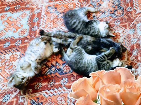 Милые котята,город Термез Сурхандарьинская область.