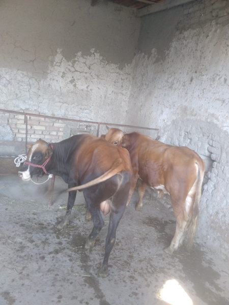 Buqachalar sotiladi