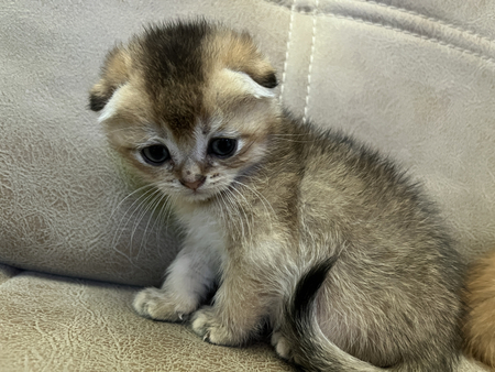 Chistokrovniy scottish fold