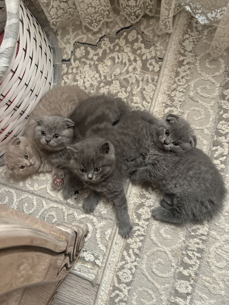 Чистокровные котята 100%