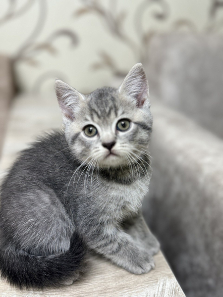 Британские котята