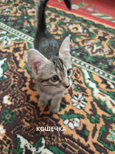 Отдам котят даром