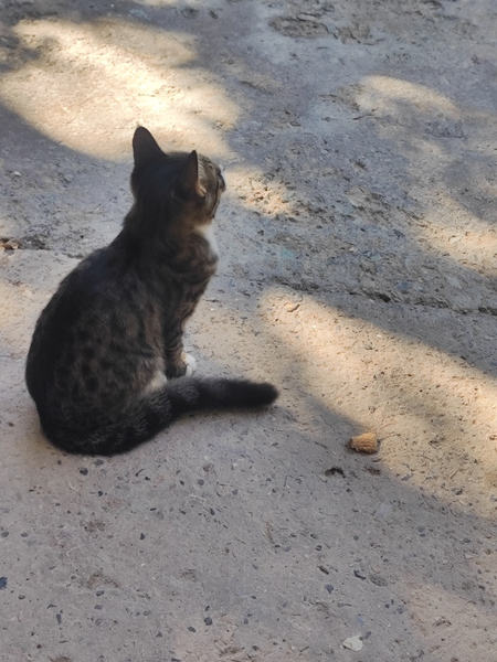 Кошки котята для дома
