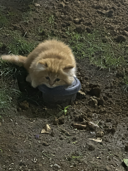 Продаются котята мама перс, папа полуперс. Котятам 1 месяц,