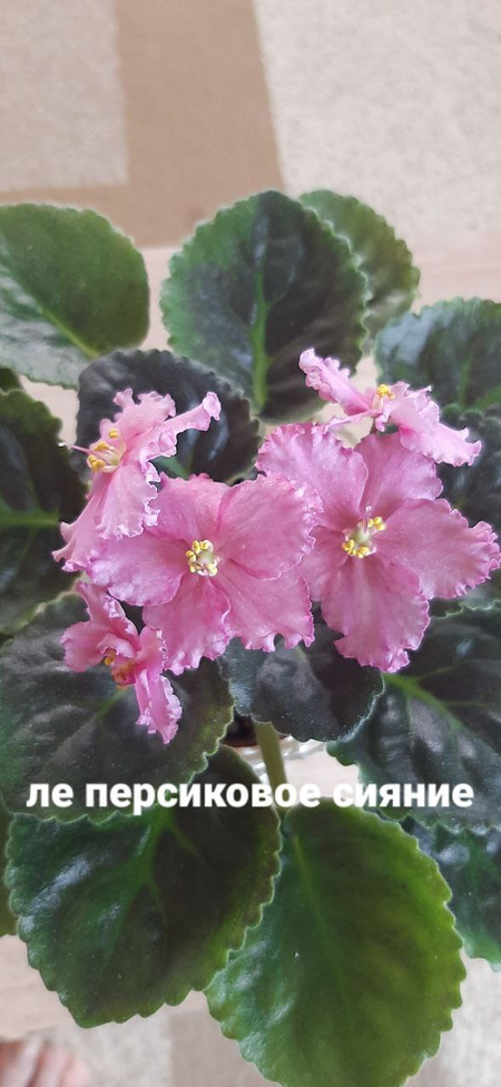 Фиалки,детки сортовые