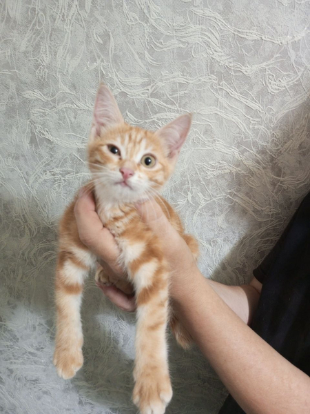 В хорошие руки рыжие котята
