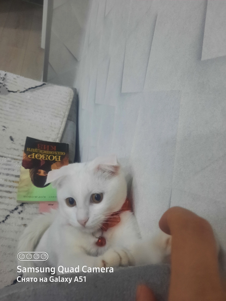 Кошка породистый  400000