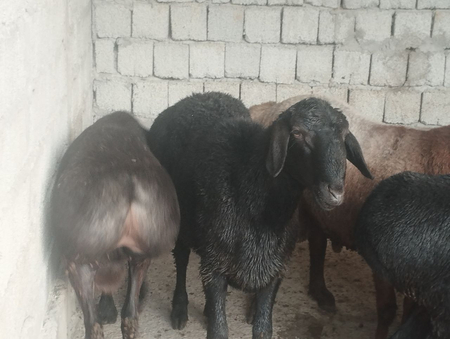 Quchqor kuy 40-45 kiloli aniqigini qosaob bn kurasila