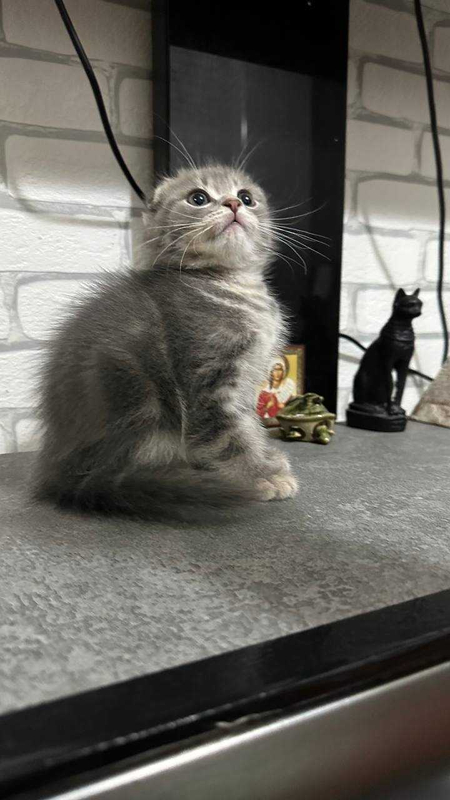 Котенок скоттиш фолд (веслоухий)