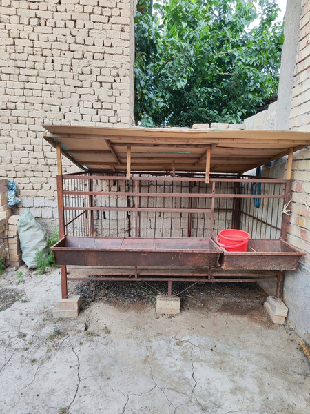 Qoy ini sotiladi