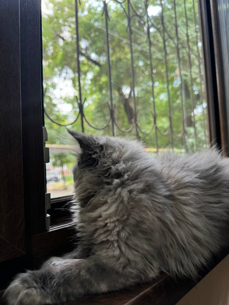 Котенок продается