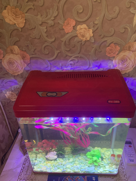 Yengi akvarium balig’lari bilan
