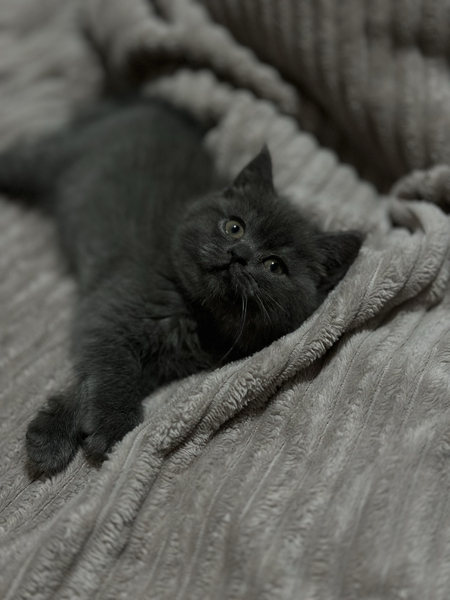 Котёнок мальчик девочка