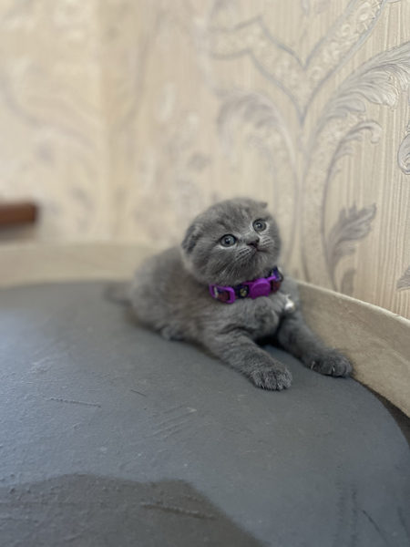 Скотиш страет. Скотиш Фолд