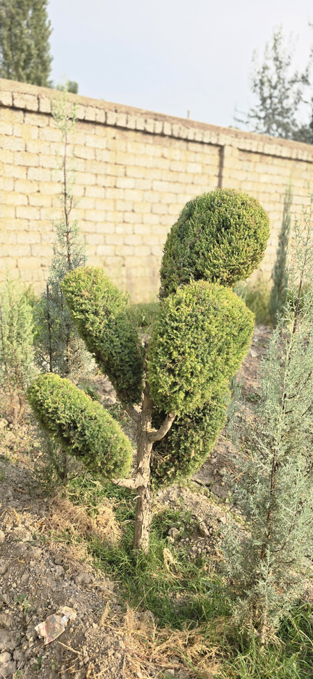 Archalarga forma berish  dorilash gazon dorilash va o\\\'rish xizmatlari