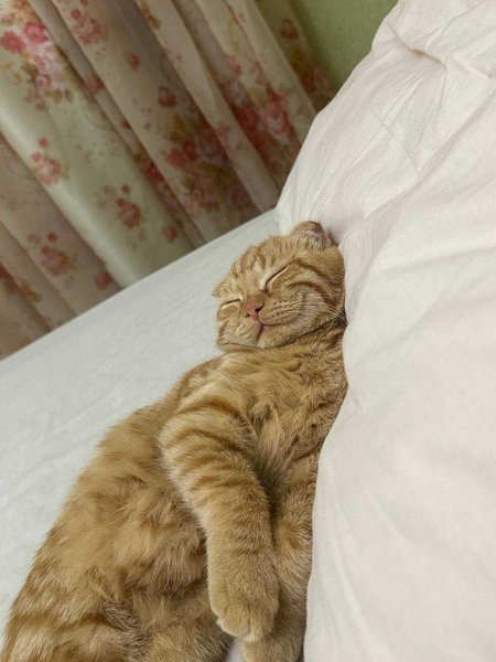 Шотландский Вислоухий кот - Scottish Fold pishiq