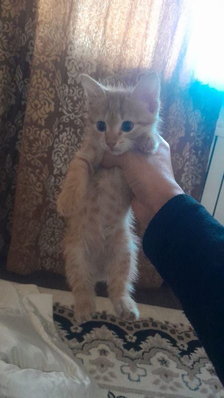 Котенок 2 месяца мальчик