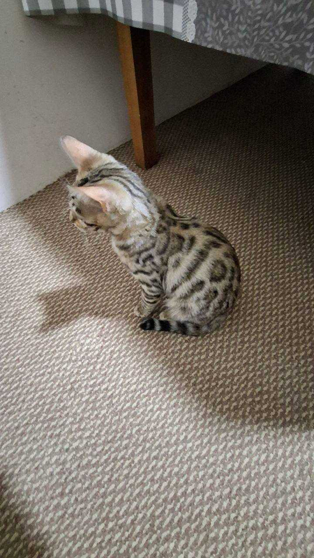 Bengal mushugi 3 oyli