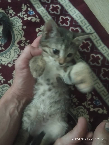 Пристраиваю котят в добрые руки.