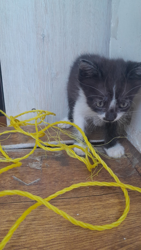 Котята домашние здоровые