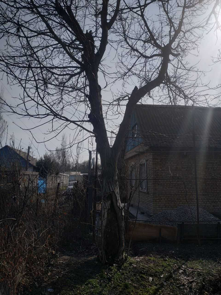 Продается дерево - орех. [самоспил, самовывоз]