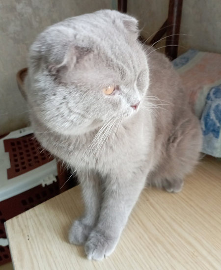 Лиловый скотиш фолд кот на вязку