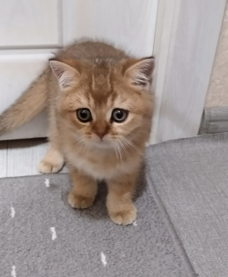 Продается котенок золотистый шиншилла