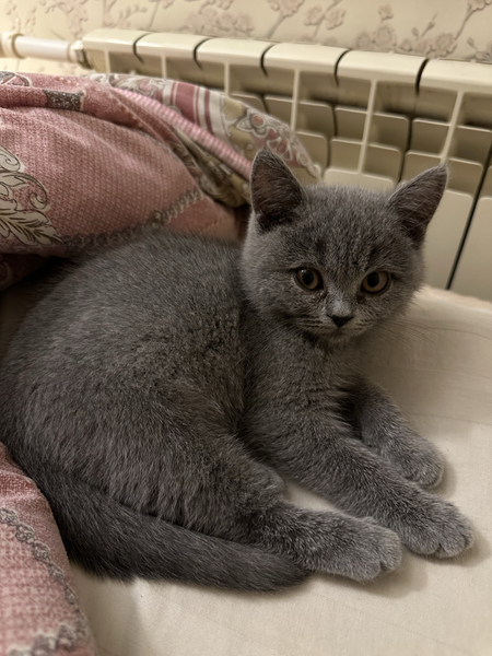 Продаются Котенок Британский