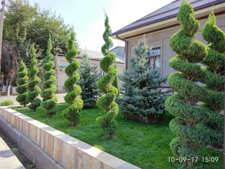 Archa kesish va davolash xizmati