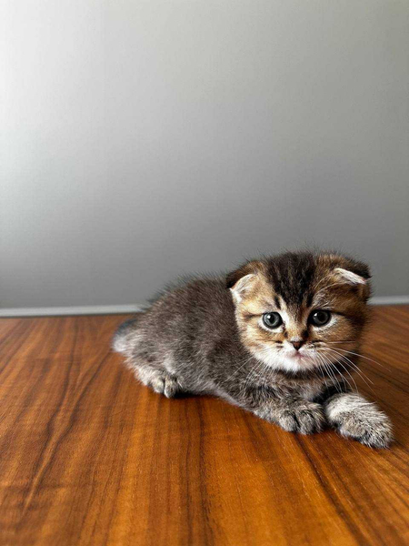 Продаются шикарные котята