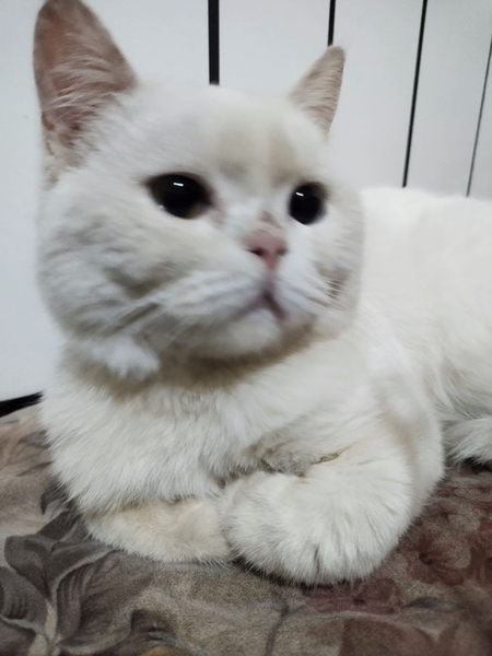 Продаётся кот (мальчик)