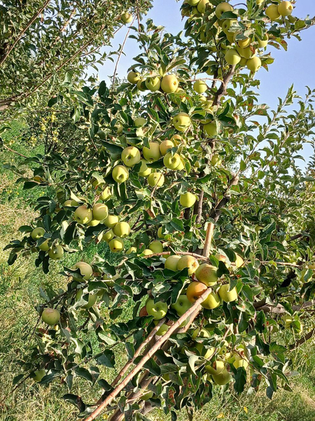 Bogʻ sotiladi 4 gektar