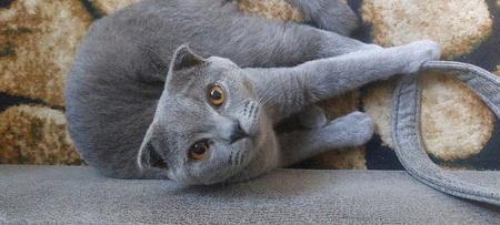 Шотландский кот на вязку 1.5лет