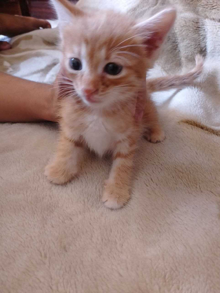 Кошка породистая