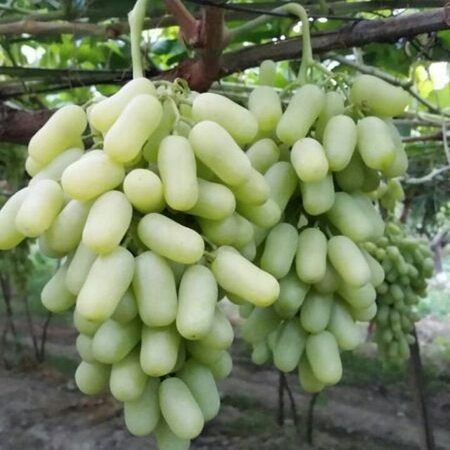 100% ишончли кўчатларимиз