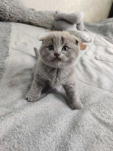 Продается котенок скоттиш фолд