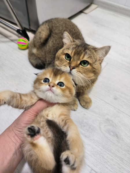 Котята от правильной вязки