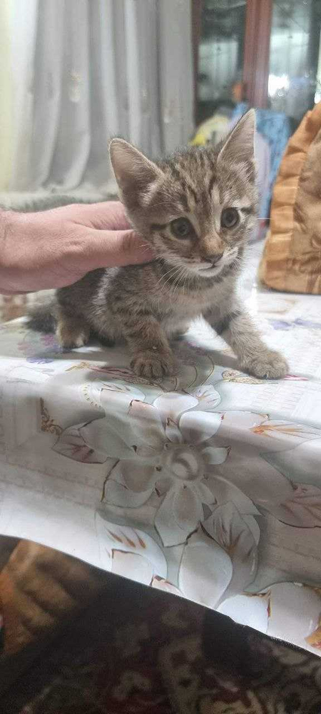 Отдам в хорошие руки даром котята девочки