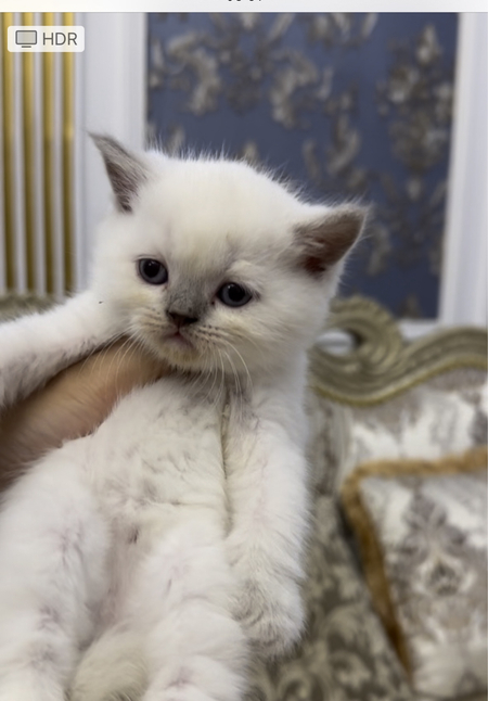Серебристая шиншилла медвежаты Шикарные