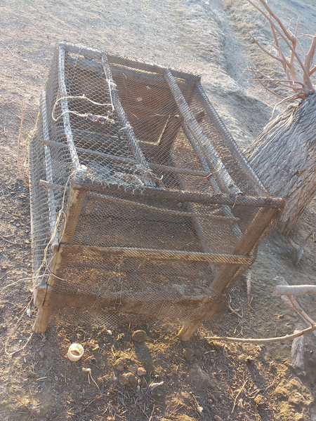 katak sotiladi tezda